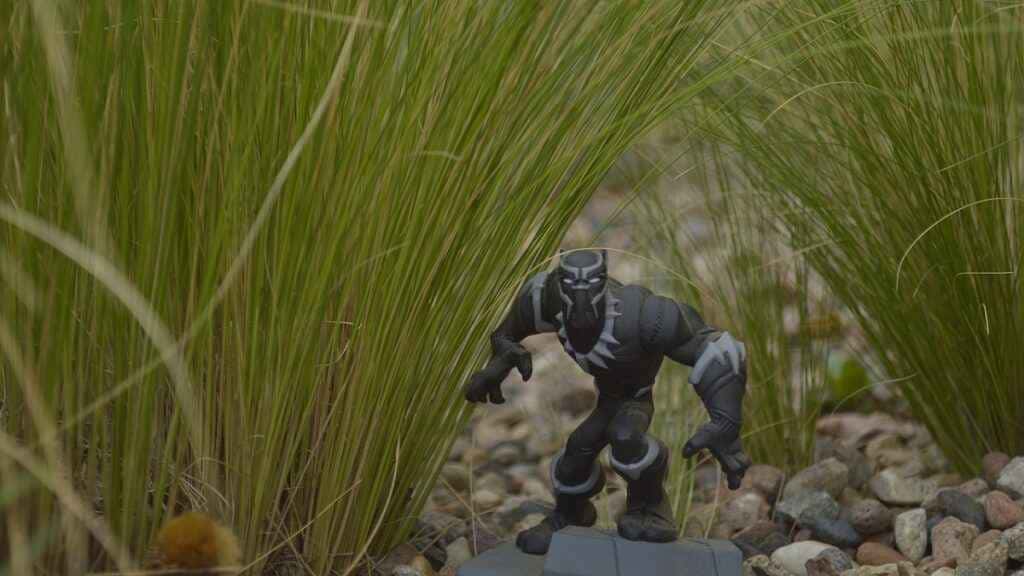 Pantera Negra 2: cinco curiosidades sobre o animal que inspirou os ...