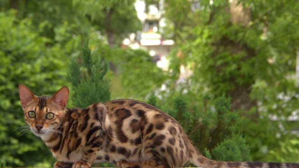 Gato bengal: conheça o gato que parece onça