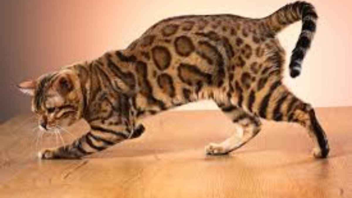 Gato bengal: conheça o gato que parece onça